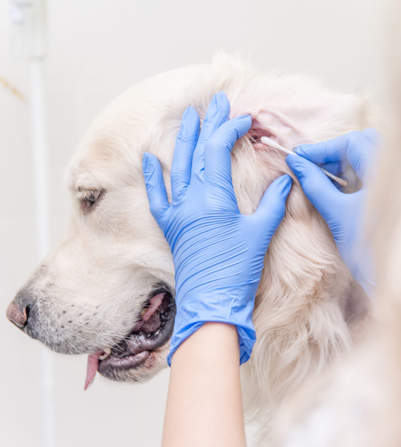 Compassionate Veterinary Care Near Holly Ridge & Onslow County | Holly Ridge Veterinary Hospital